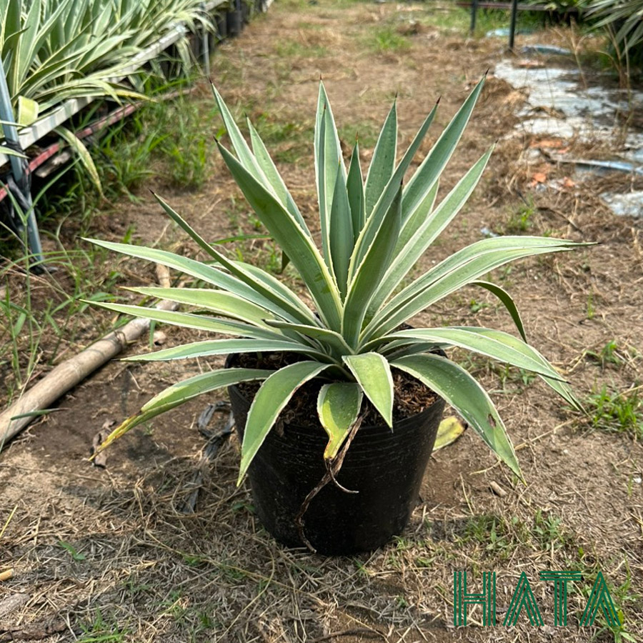 Cây Dứa Agao cao 30-35cm