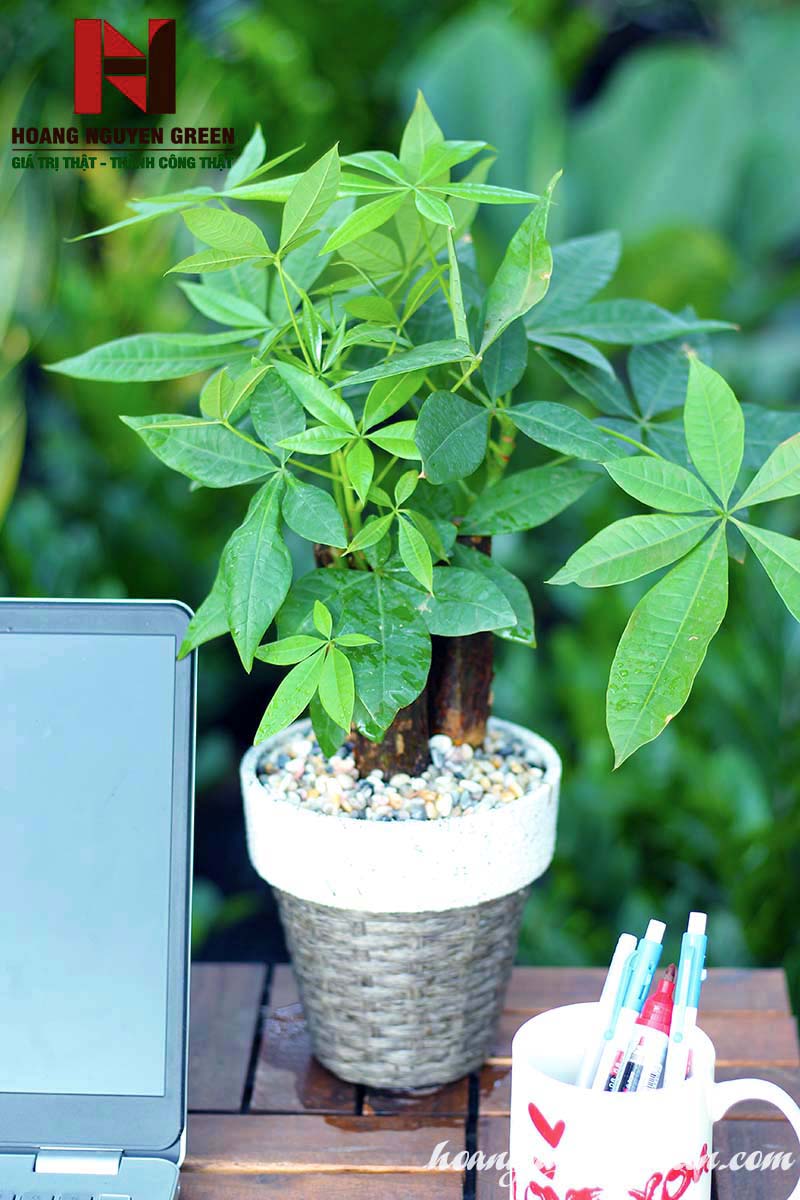 Cây kim ngân chậu cát đan nhỏ